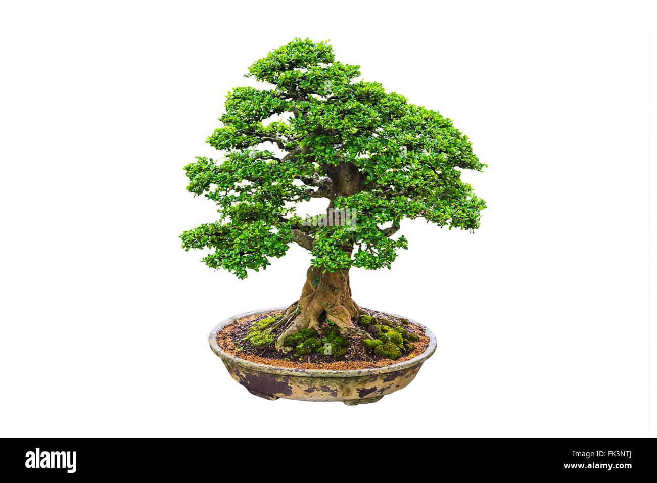 Close up shot bonsai on isolate white background Stock Photo - Alamy