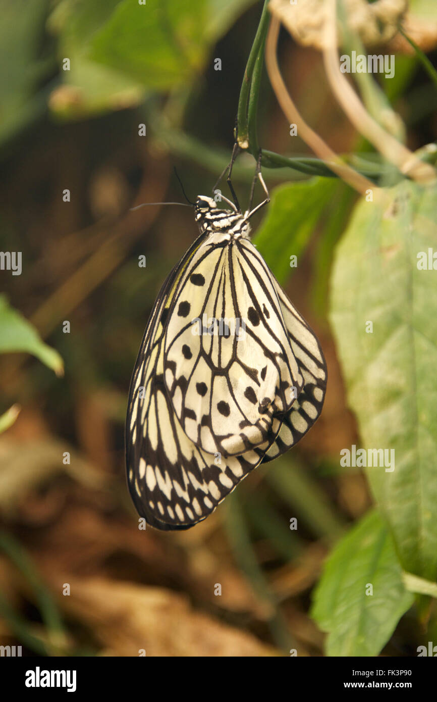 Malabar tree nymph hi-res stock photography and images - Alamy
