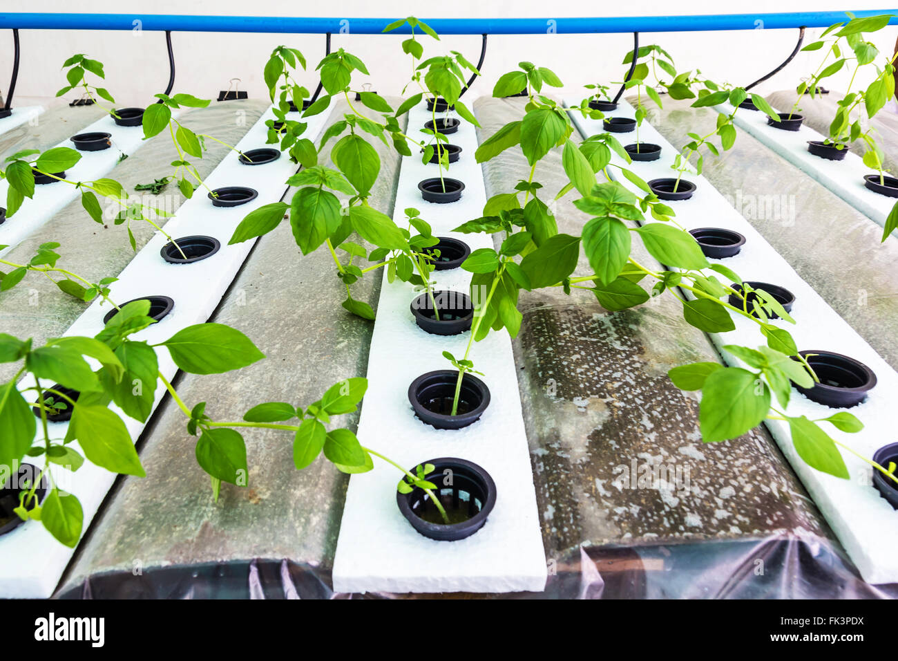 Hydroponic plantation hi-res stock photography and images - Alamy