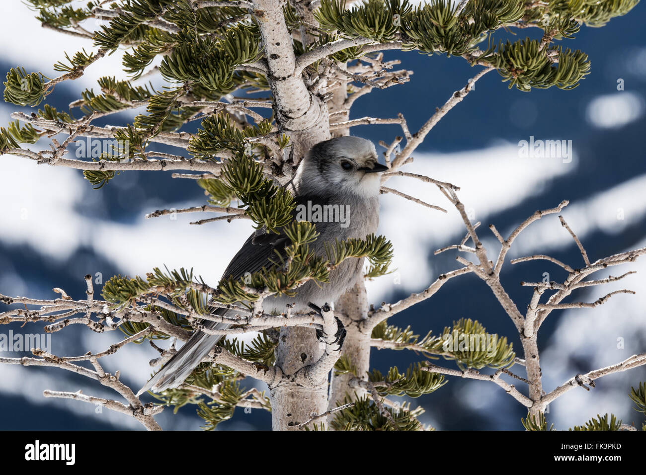 The gray jay (Perisoreus canadensis), also grey jay, Canada jay or ...