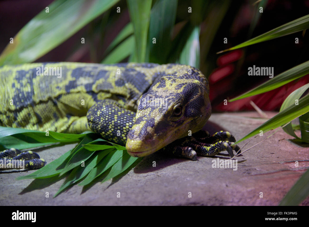 Philippine water High Resolution Stock Photography and Images - Alamy