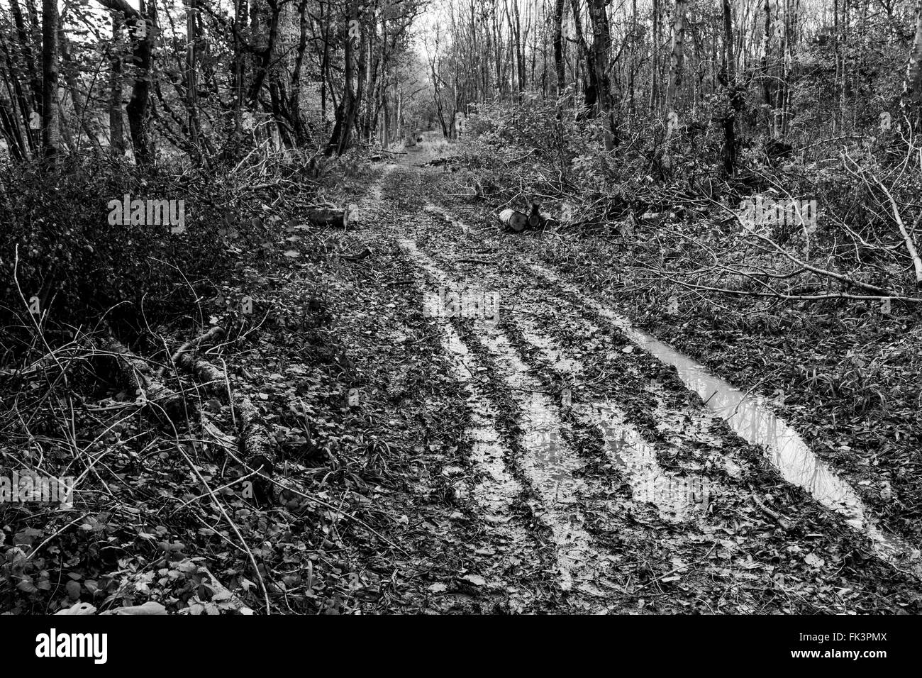 Dirt Tracks, Westonbirt, Arboretum, UK Stock Photo - Alamy