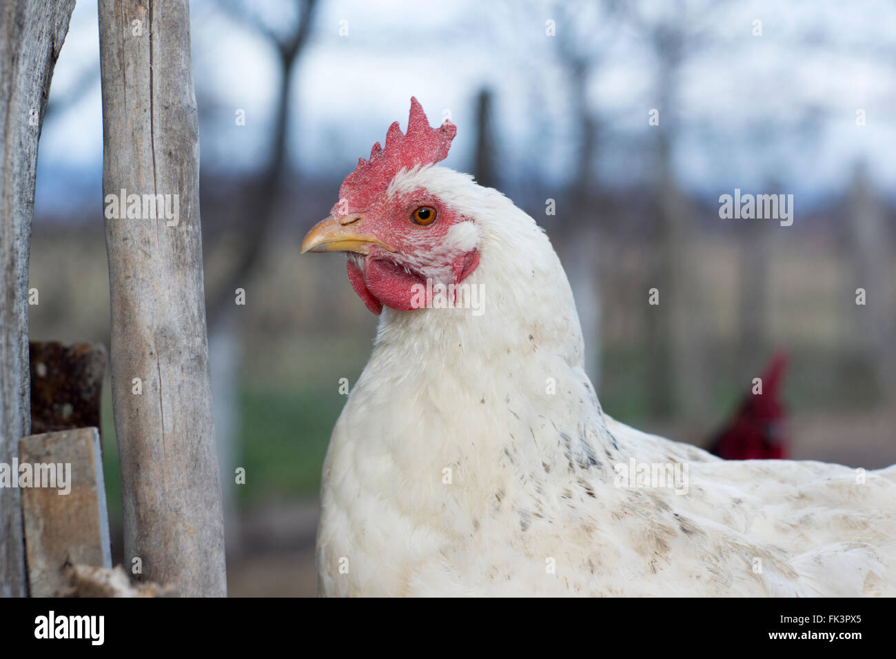 Chick, chicken, rooster poultry concept. High resolution image Stock ...