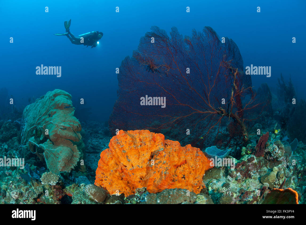 Bright orange sponge and massive fan corals in the reef with diver ...