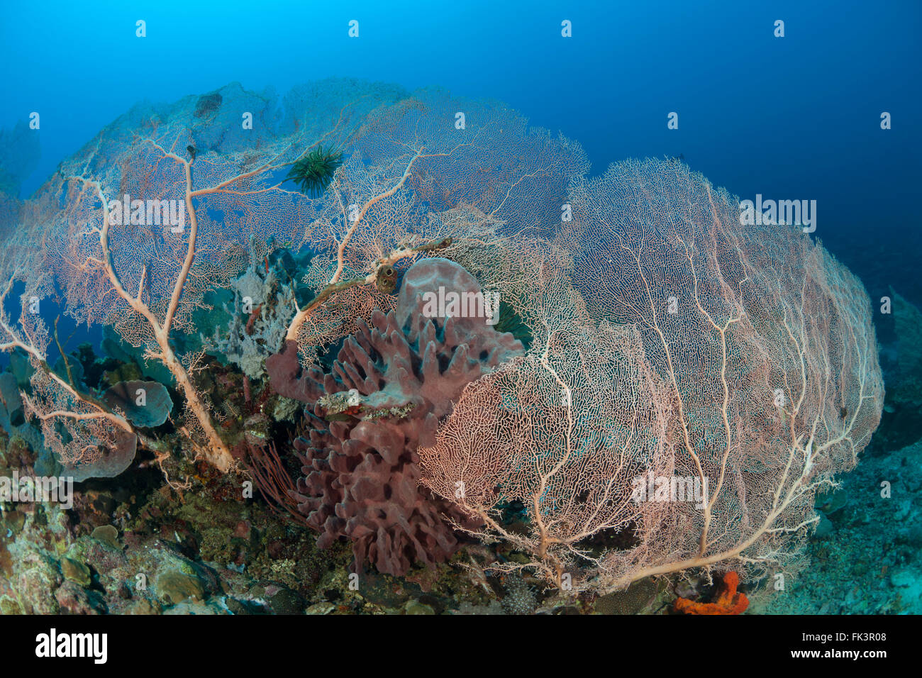 Massive gorgonian fan corals in the reef Stock Photo - Alamy