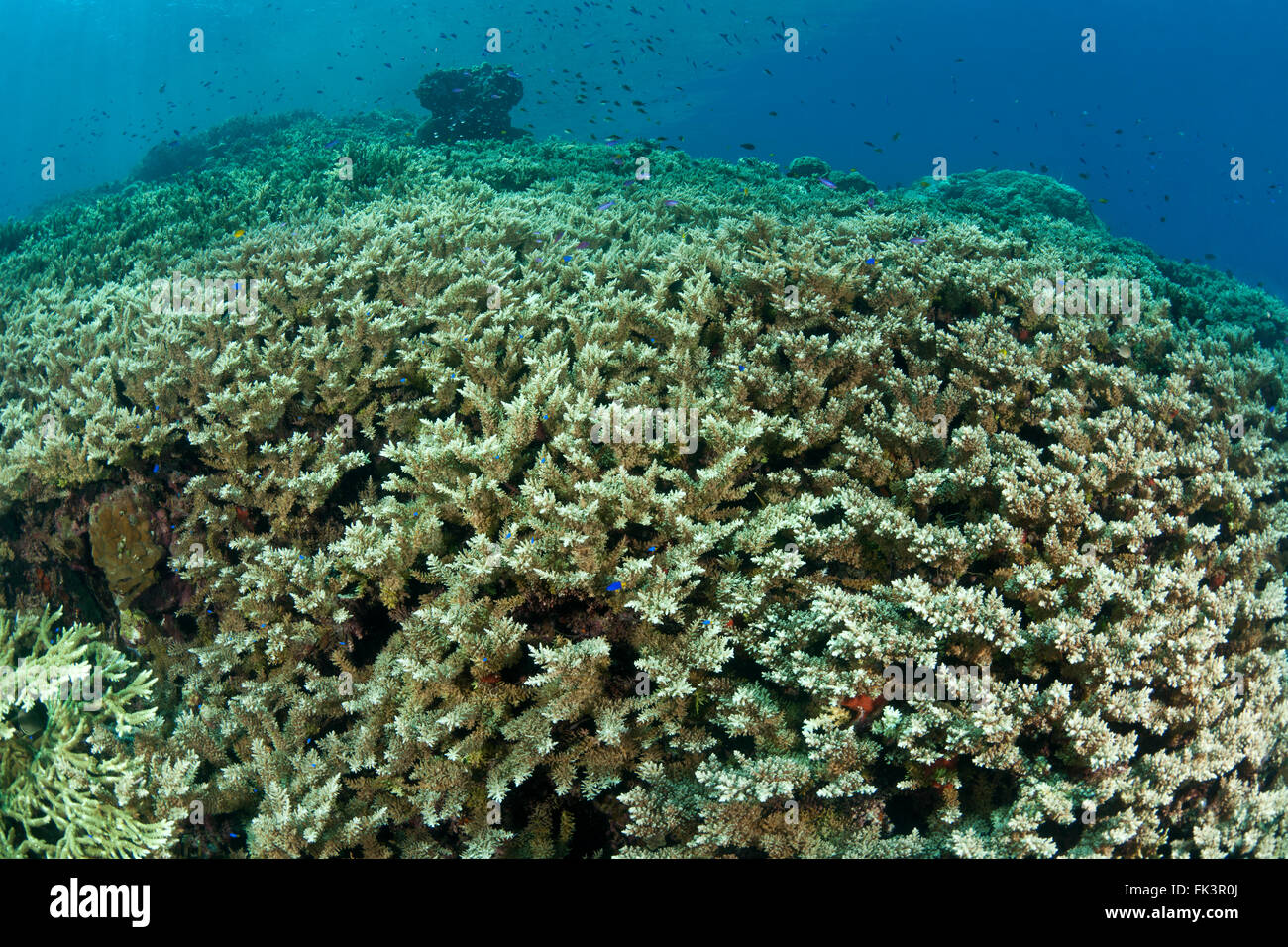Death of coral reefs hi-res stock photography and images - Alamy