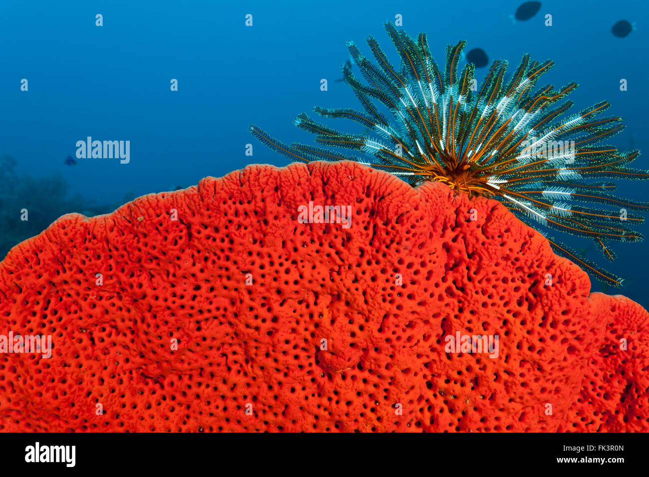 Marine sponge hi-res stock photography and images - Alamy