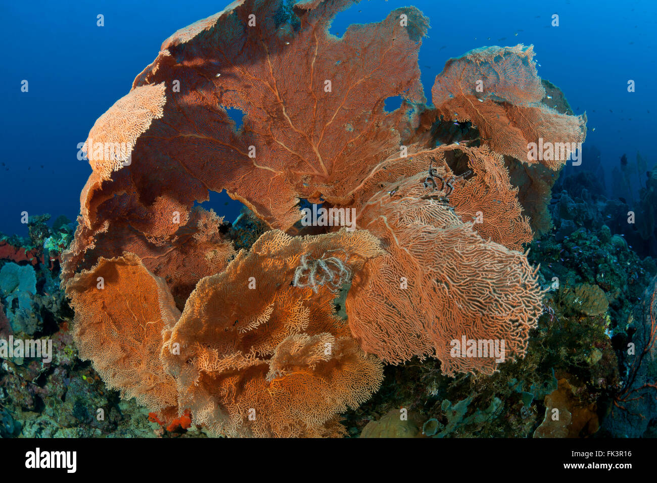 Gorgonian fan coral Stock Photo - Alamy