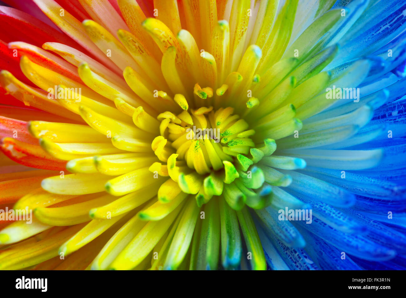 Rainbow flower hi-res stock photography and images - Alamy