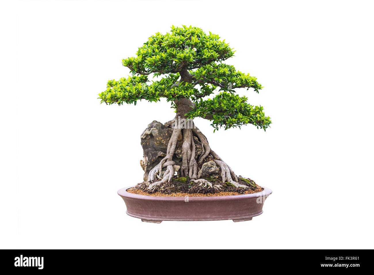 Bonsai leaf hi-res stock photography and images - Alamy