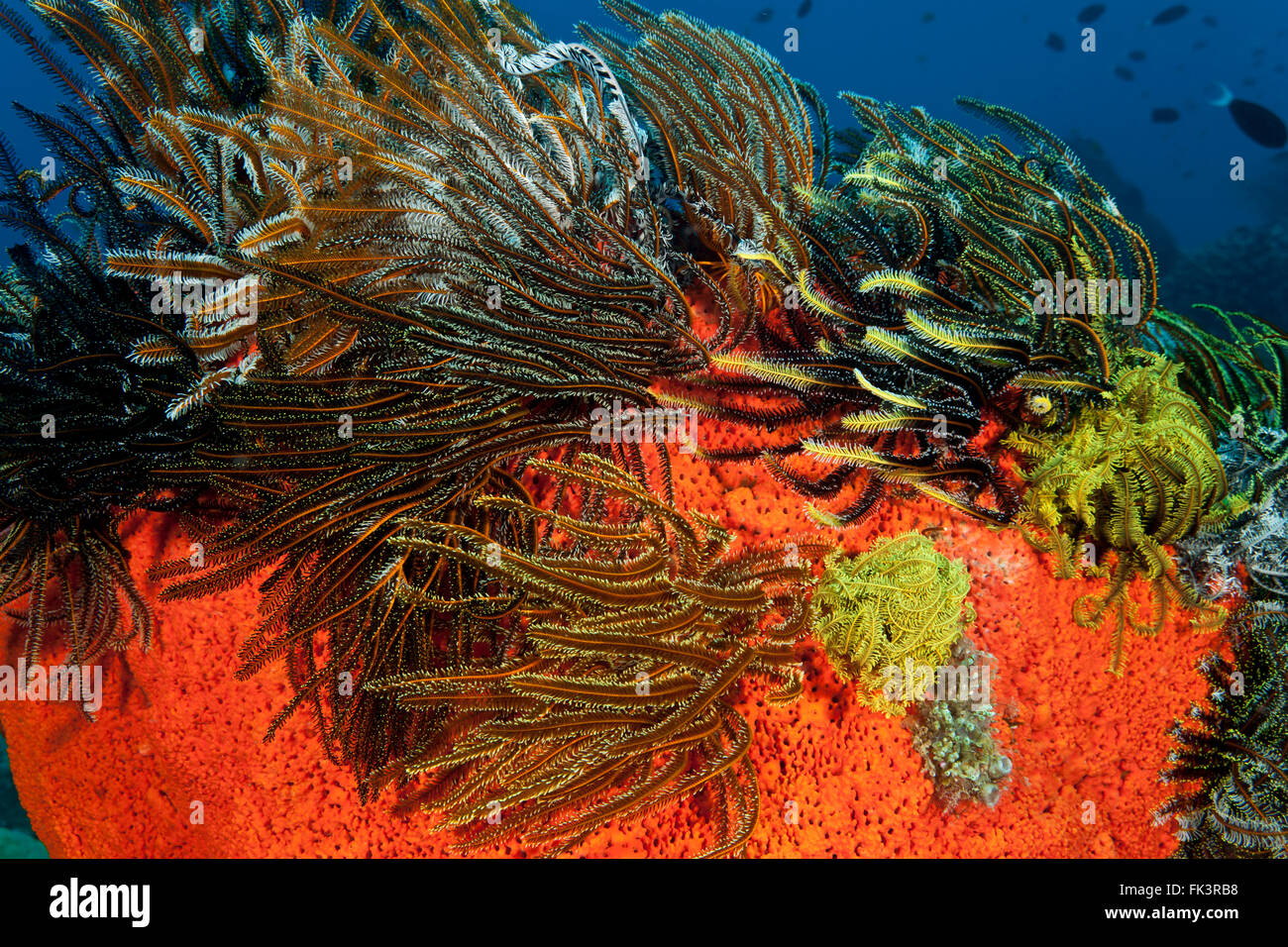 Marine sponge (Agelas clathrodes) with crinoids or featherstars Stock ...