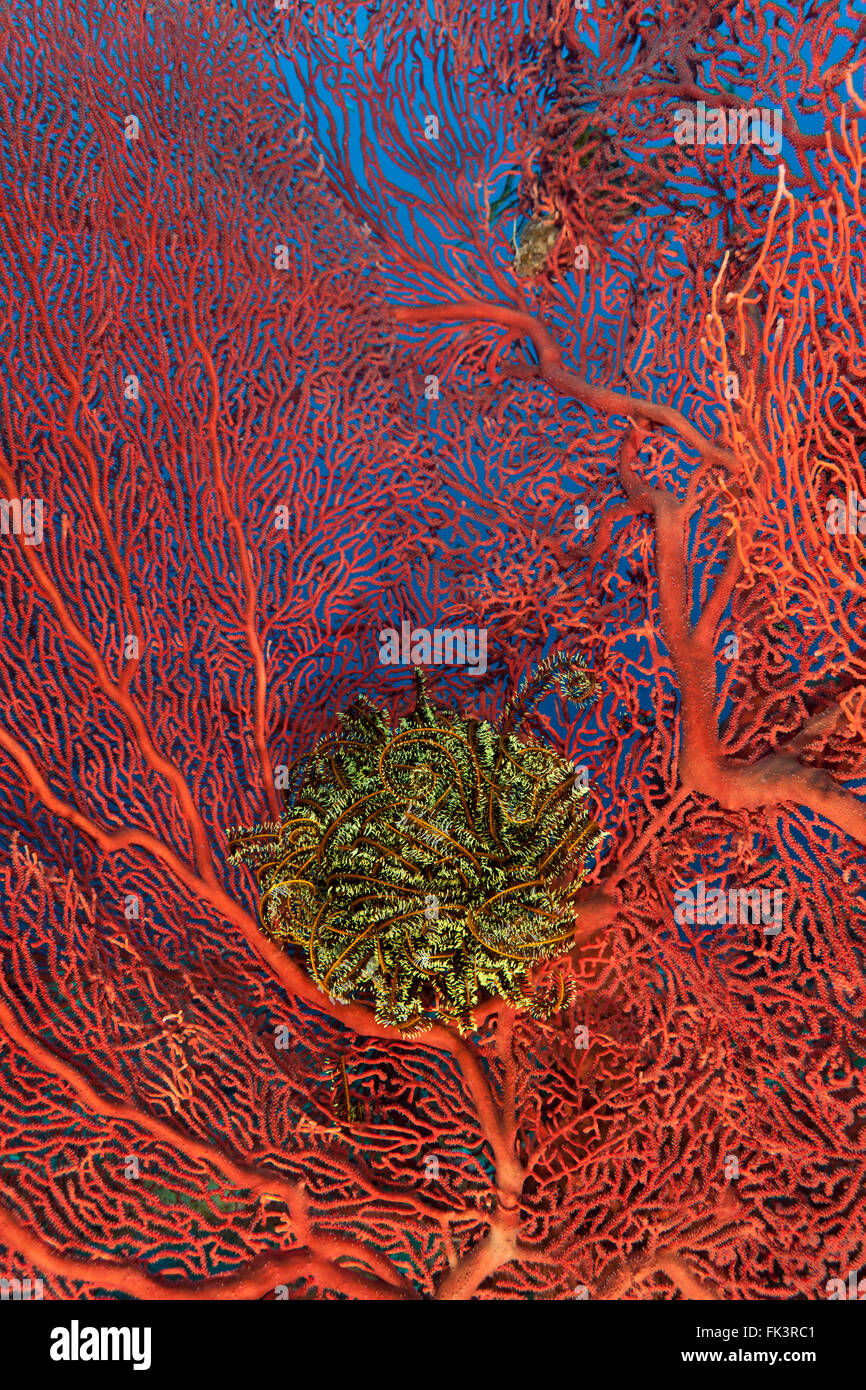 Gorgonian fan coral with crinoid Stock Photo - Alamy