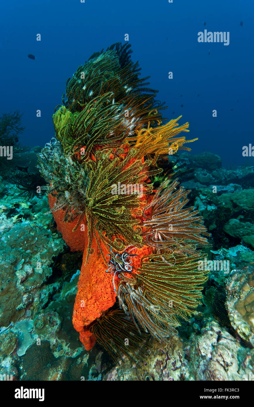 Agelas hi-res stock photography and images - Alamy