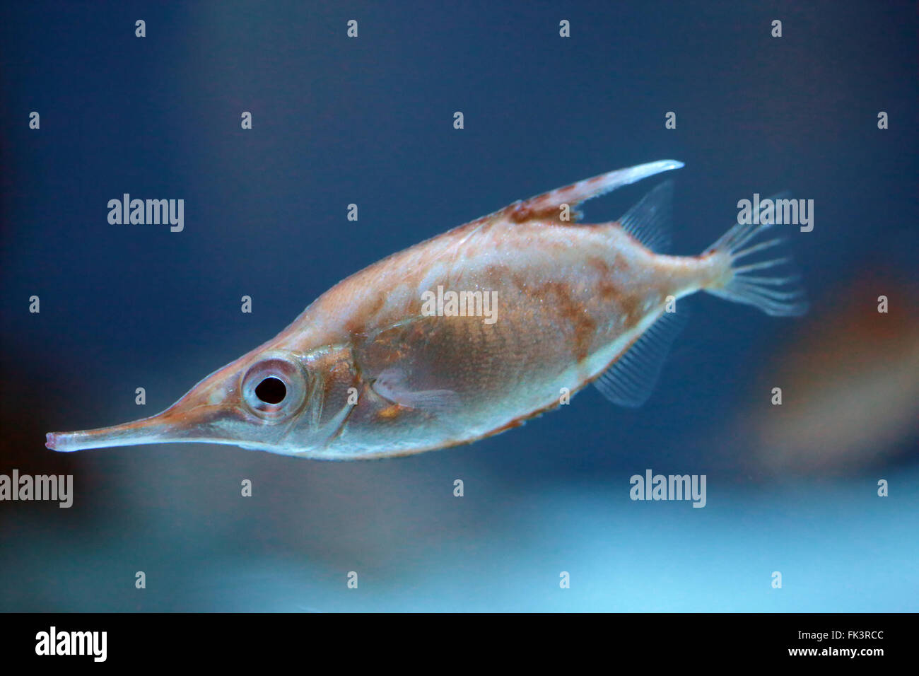 Snipe fish hi-res stock photography and images - Alamy