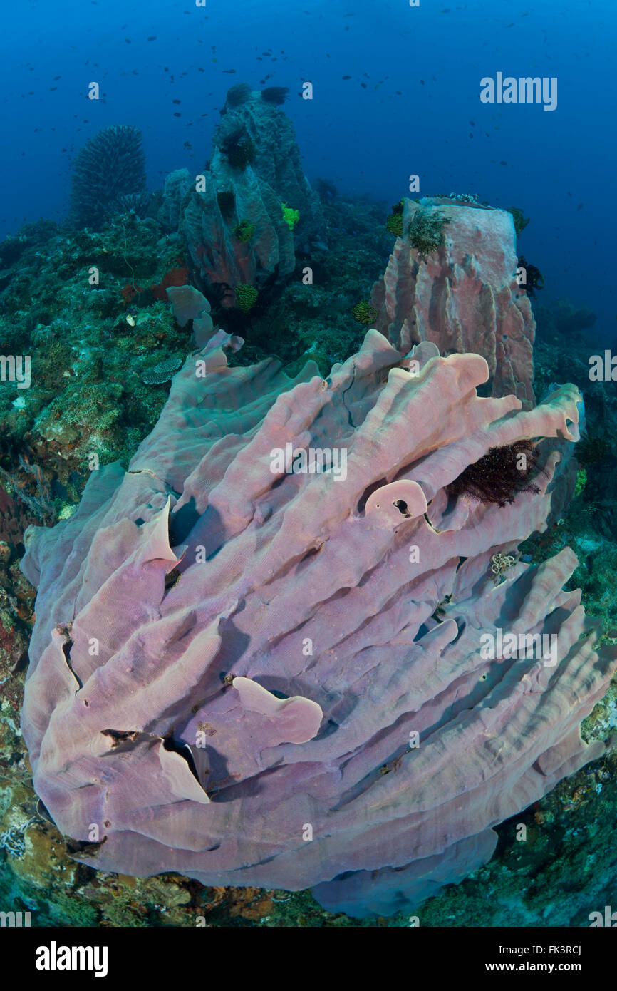 Elephant ear fish hi-res stock photography and images - Alamy