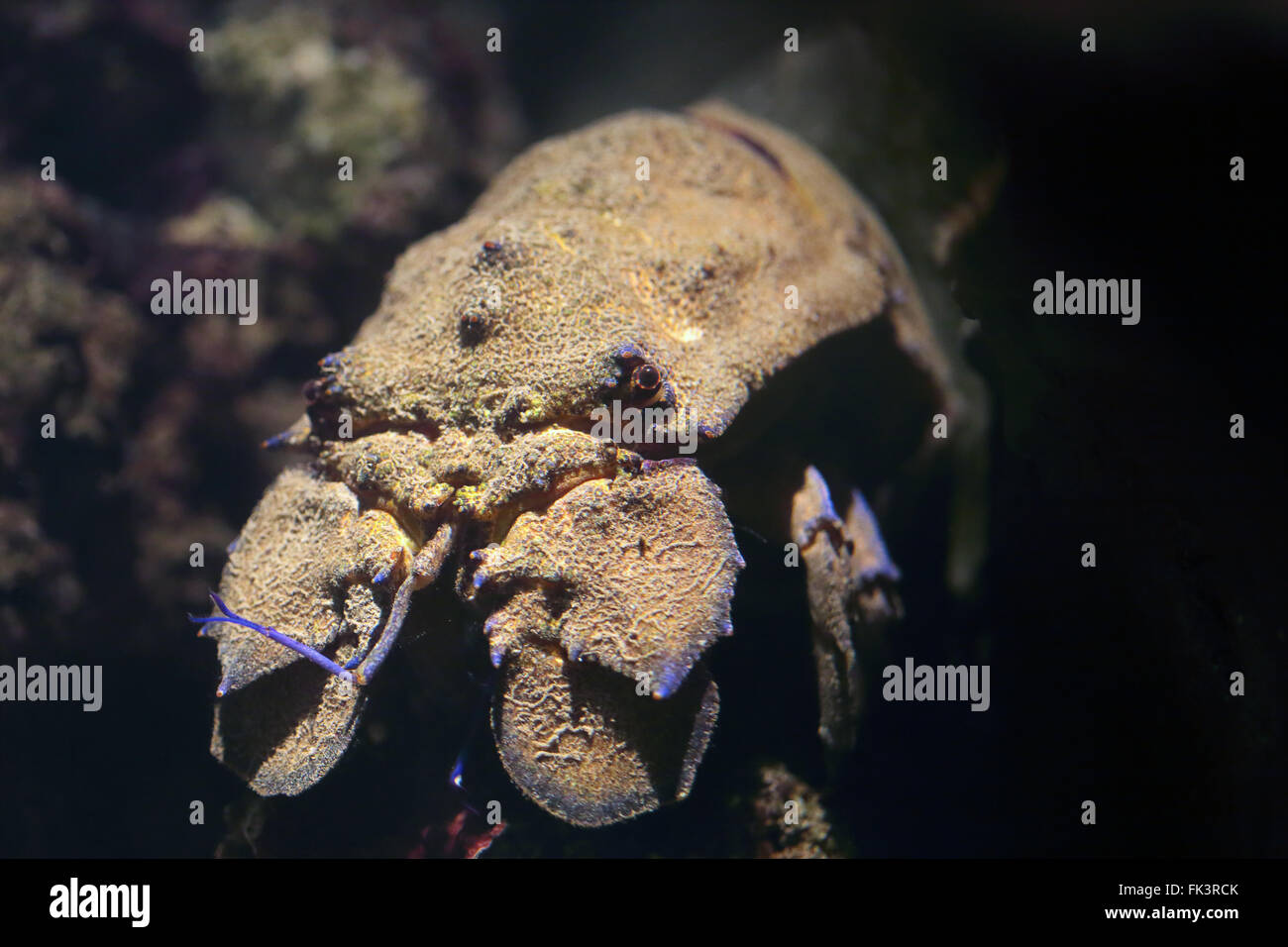 Scyllarus pygmaeus hi-res stock photography and images - Alamy