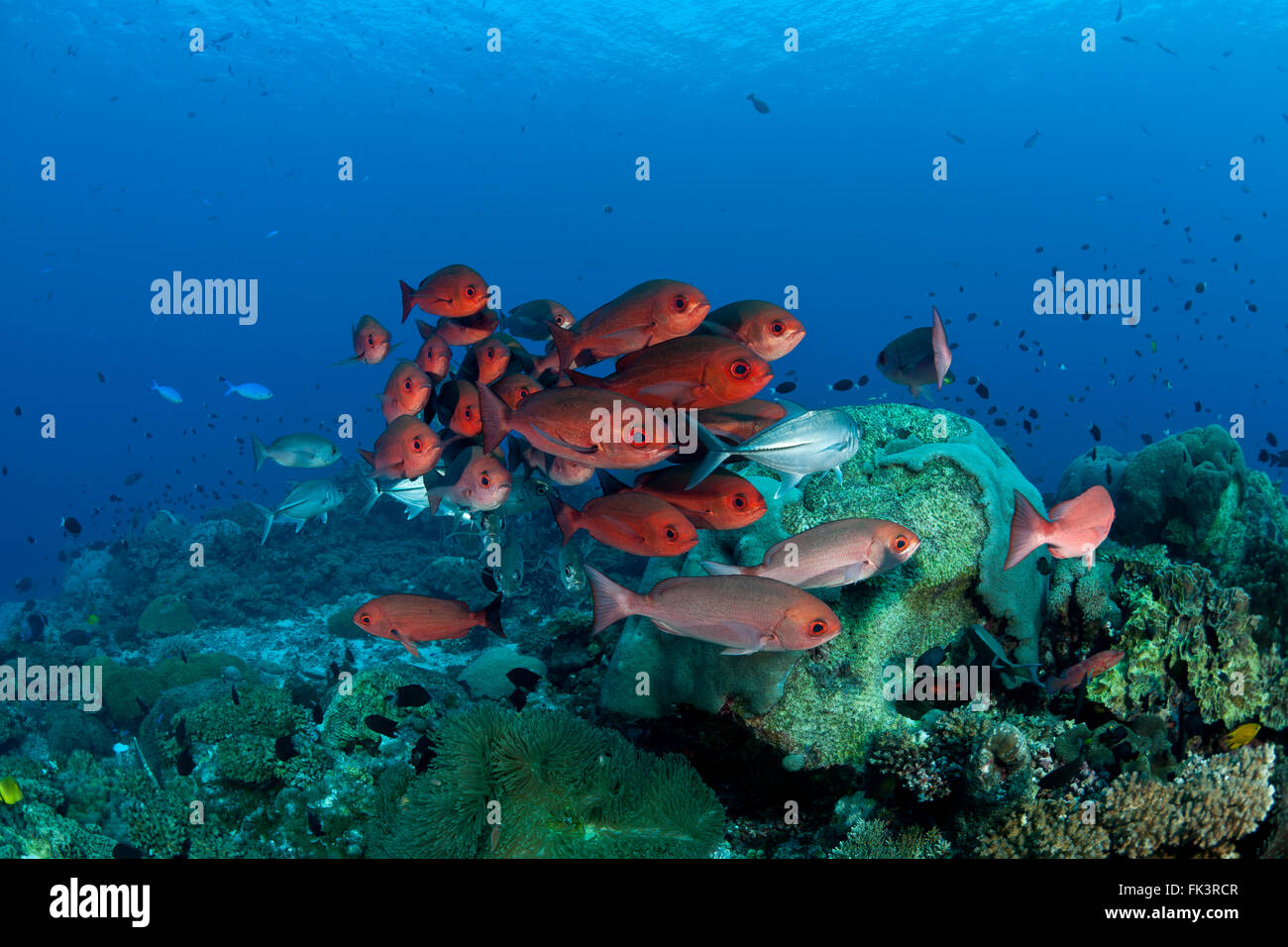 Pinjalo snapper hi-res stock photography and images - Alamy