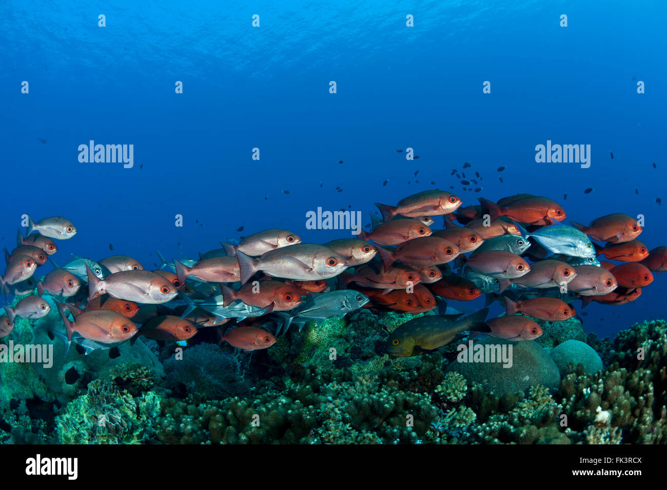 Schooling red snapper hi-res stock photography and images - Alamy