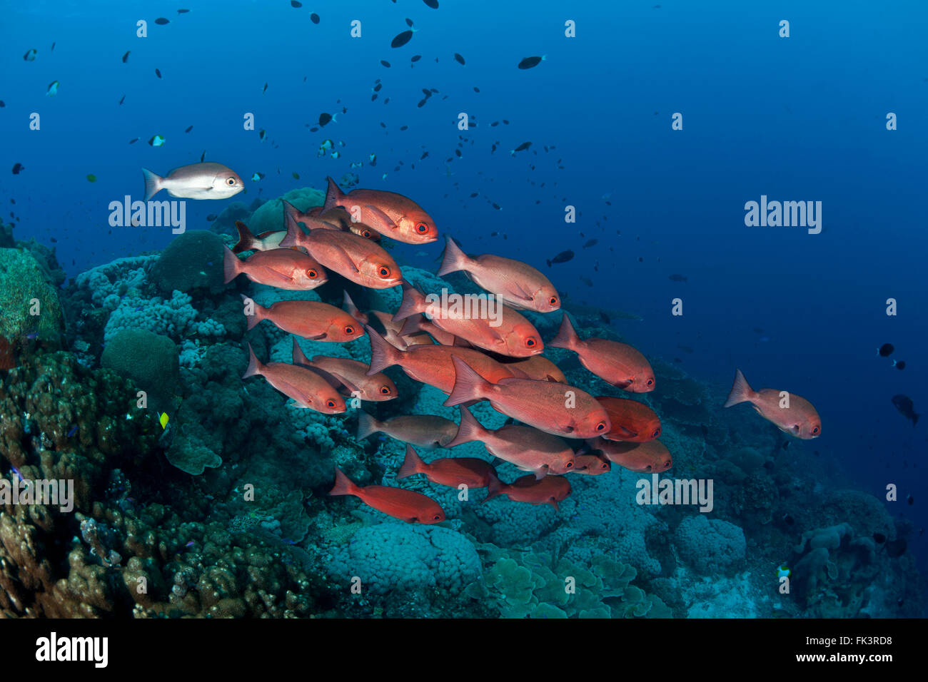 Pinjalo pinjalo hi-res stock photography and images - Alamy