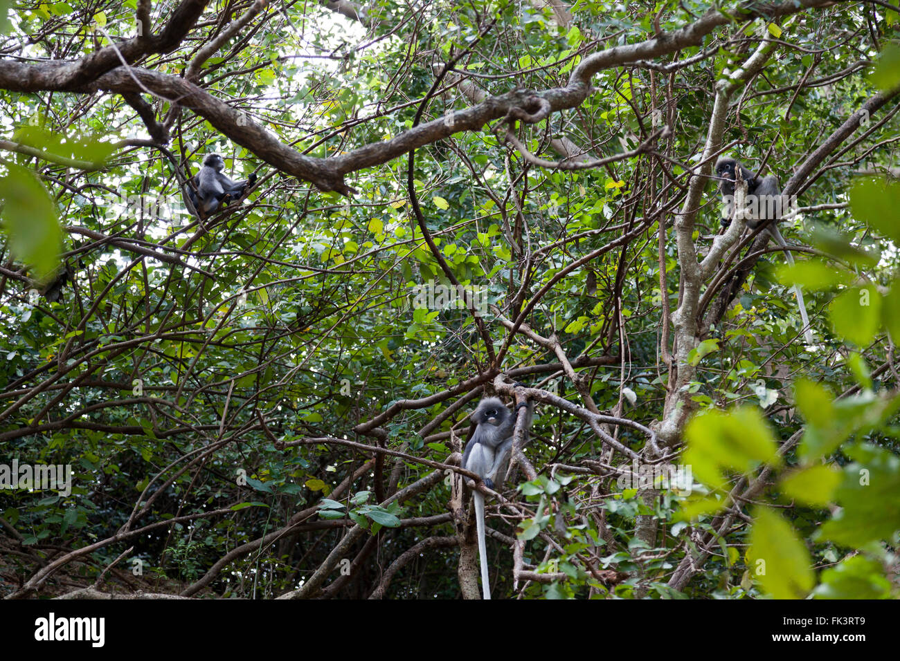 Wild langur monkeys (Trachypithecus obscurus) frolicking in the Khao ...