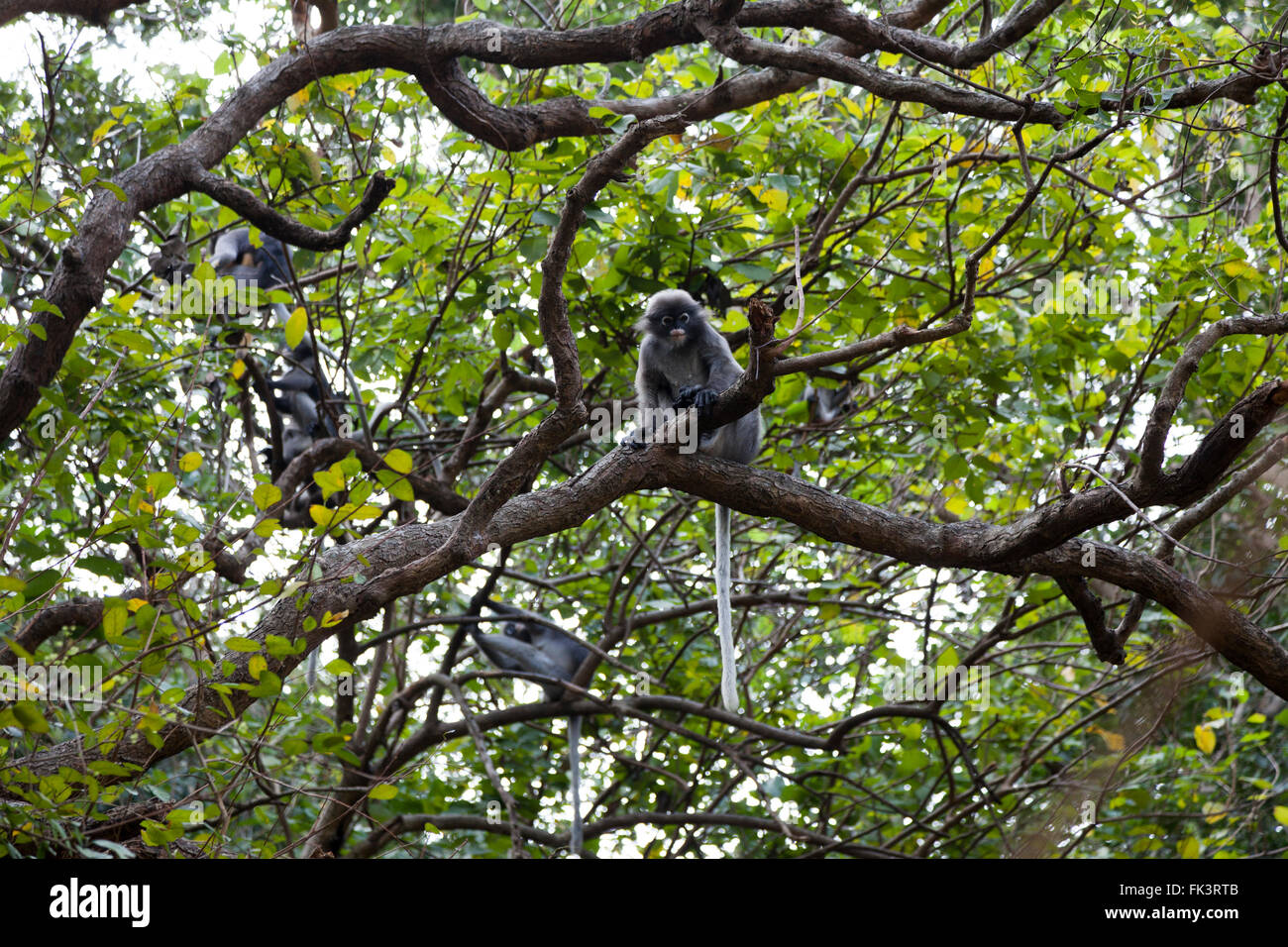 Wild langur monkeys (Trachypithecus obscurus) frolicking in the Khao ...