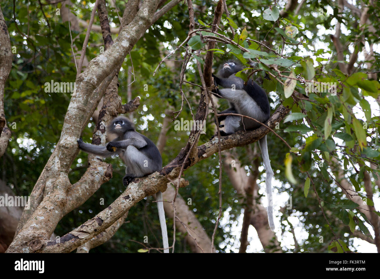 Wild langur monkeys (Trachypithecus obscurus) frolicking in the Khao ...