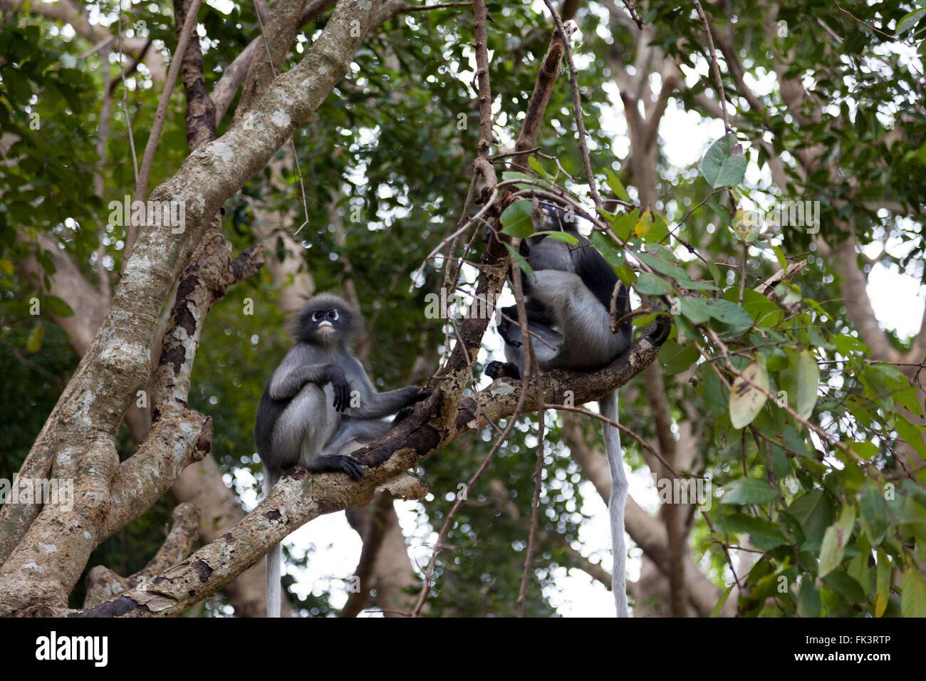 Wild langur monkeys (Trachypithecus obscurus) frolicking in the Khao ...
