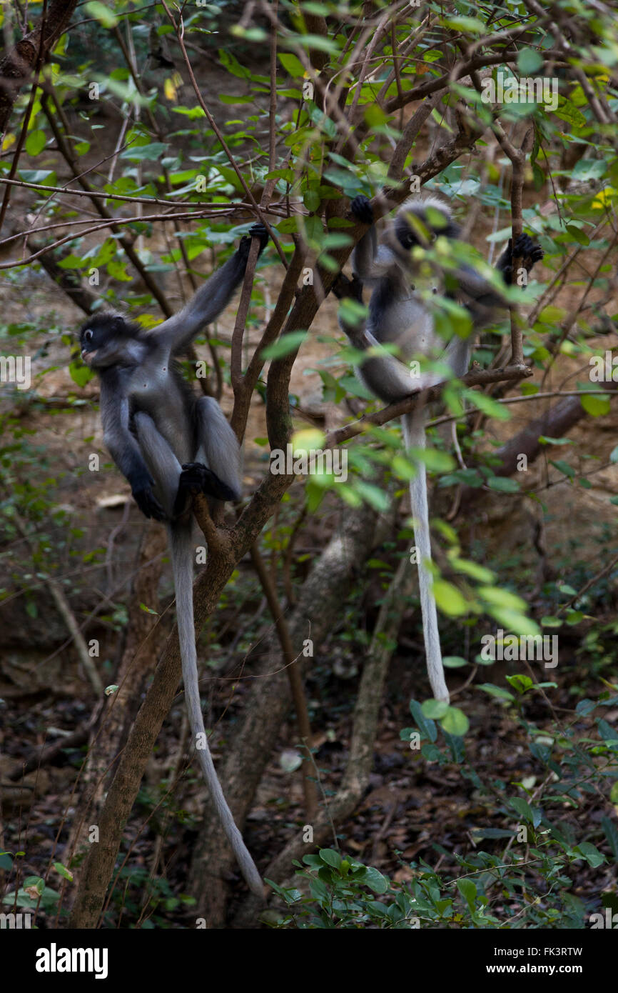 Wild langur monkeys (Trachypithecus obscurus) frolicking in the Khao ...
