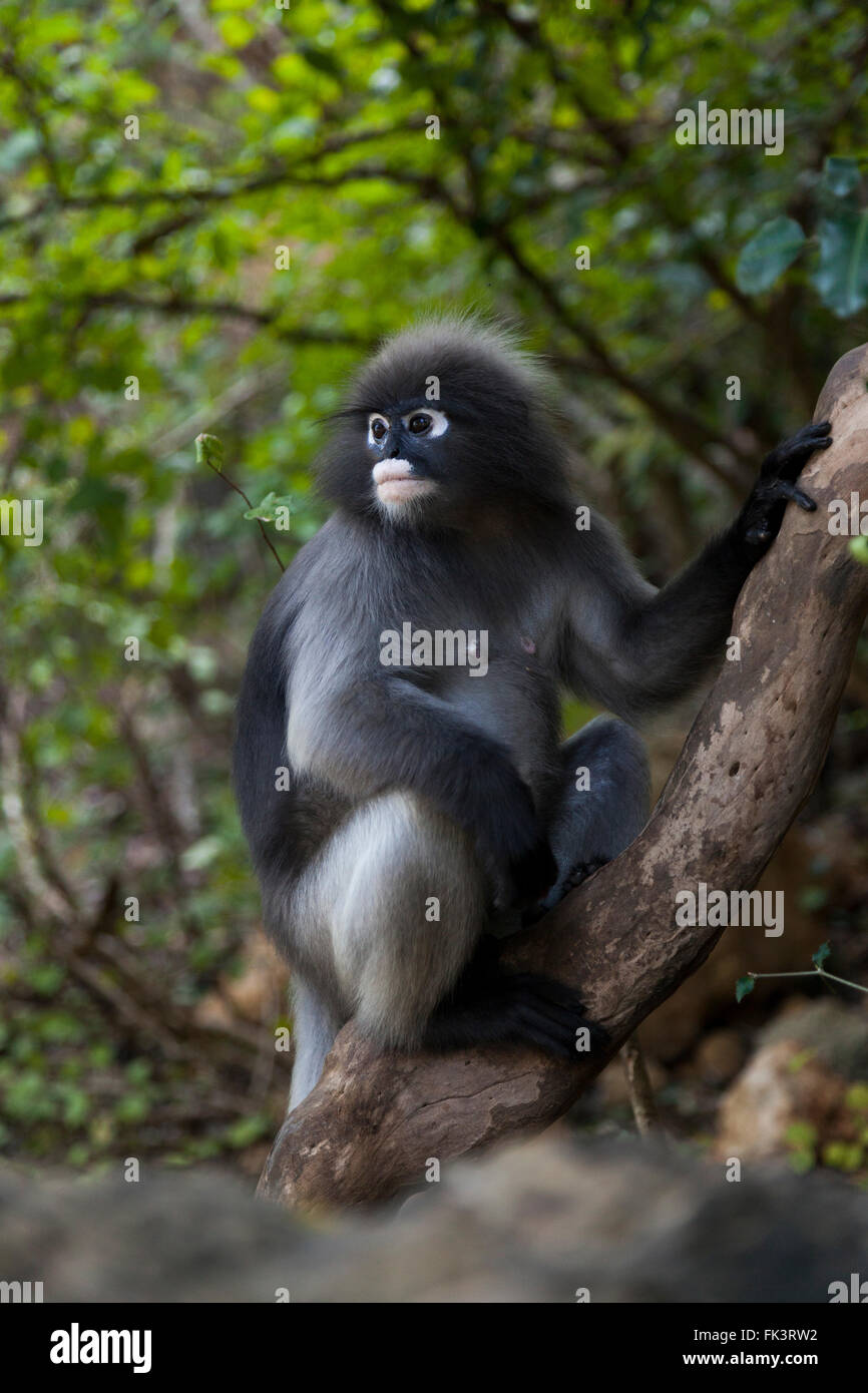 Langur monkey (Trachypithecus obscurus), in the historical Park of Khao ...