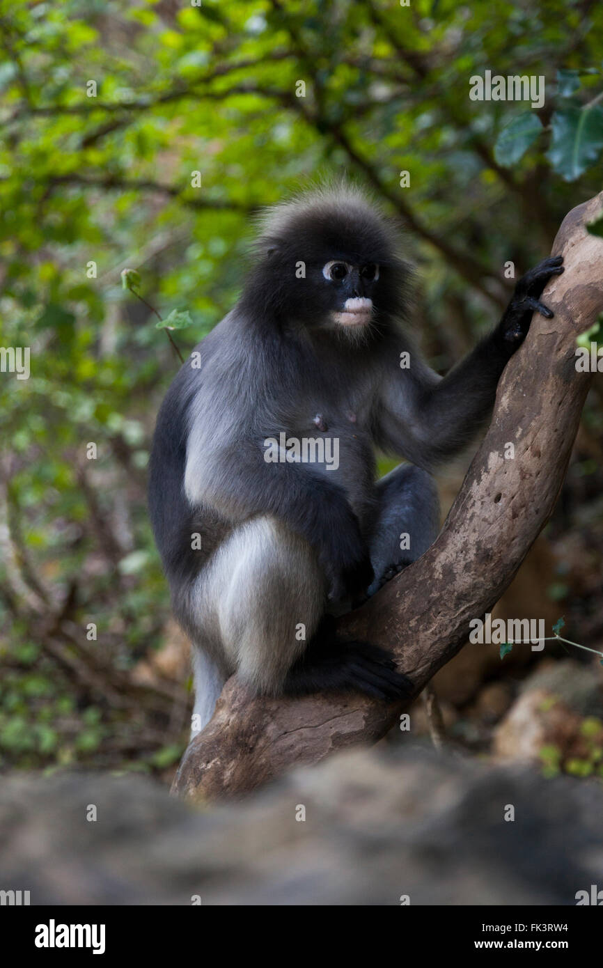 Langur monkey (Trachypithecus obscurus), in the historical Park of Khao ...