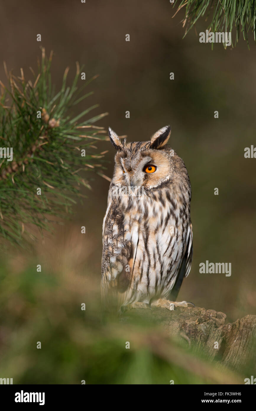 Long eared owl britain hi-res stock photography and images - Alamy