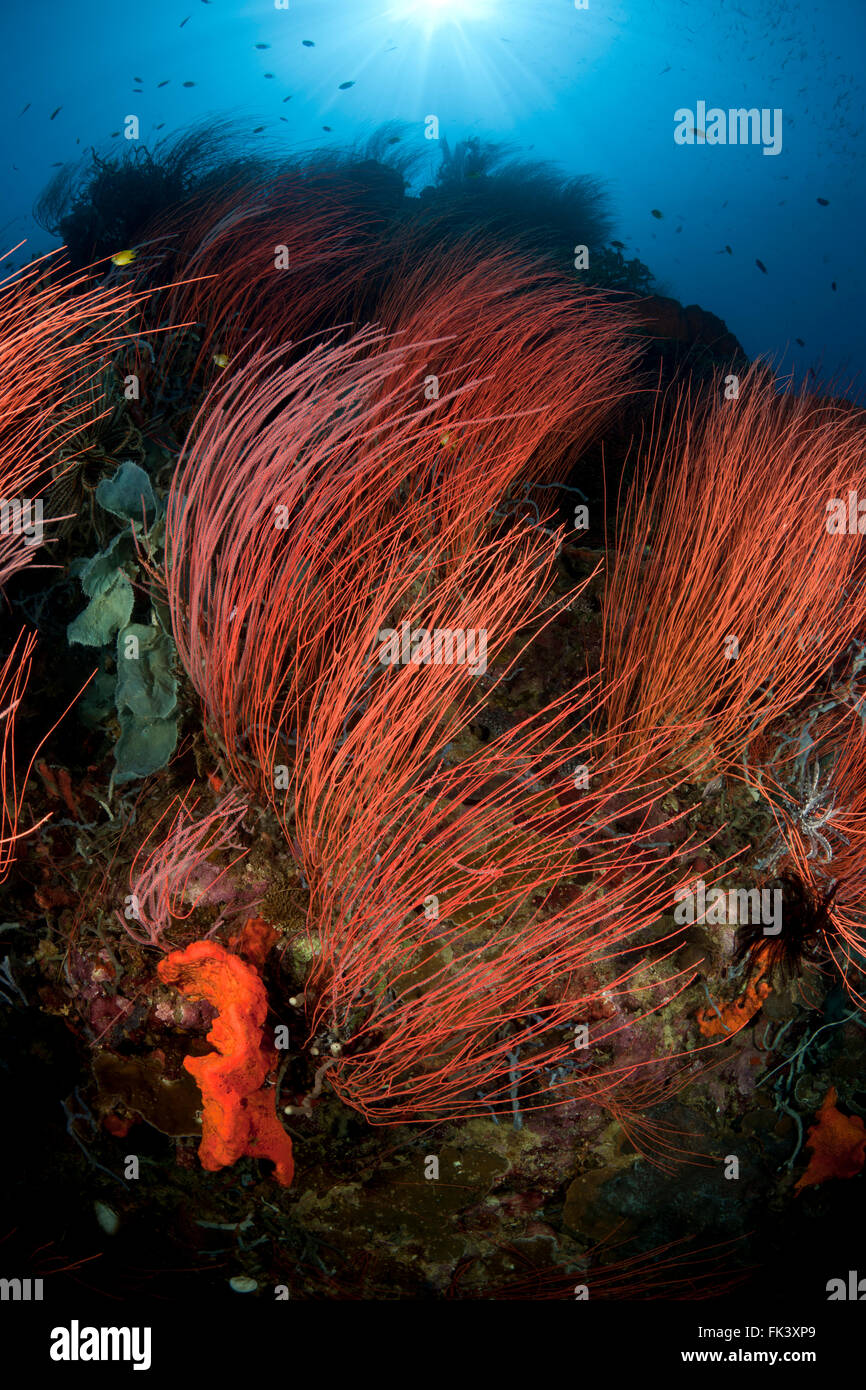 Gorgonian whips hi-res stock photography and images - Alamy