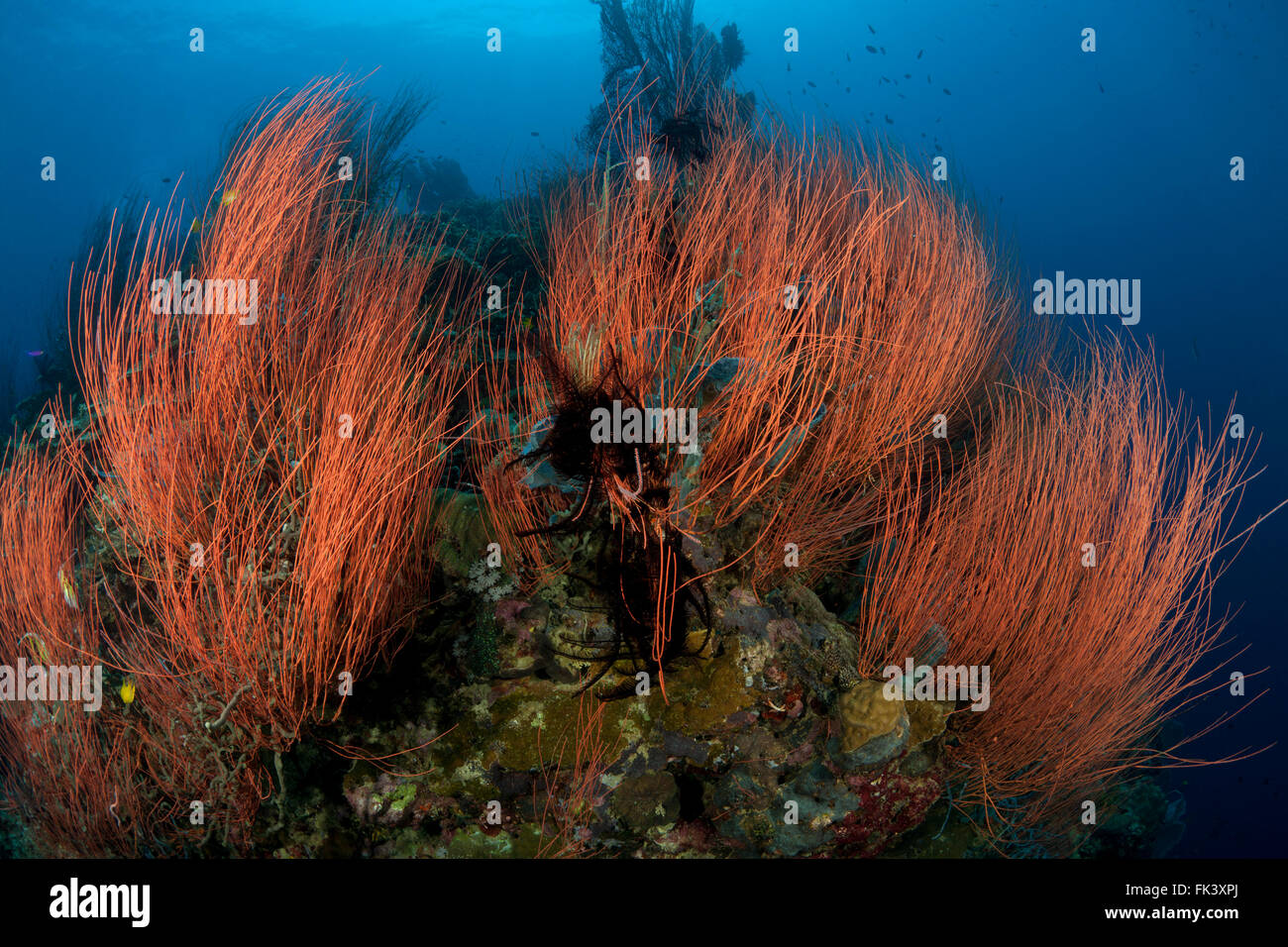 Gorgonian whips hi-res stock photography and images - Alamy