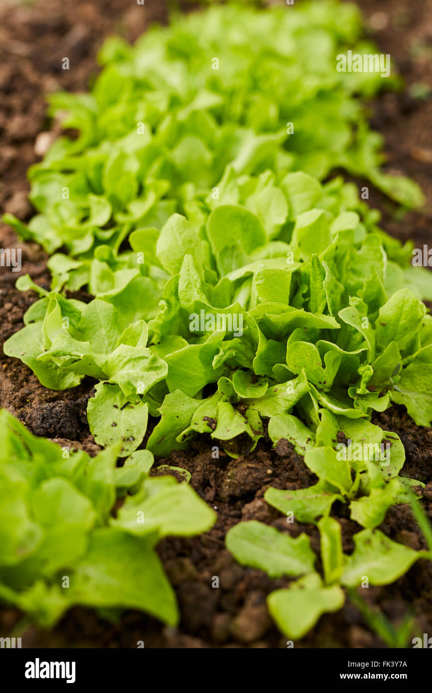 Lettuce row garden hi-res stock photography and images - Alamy