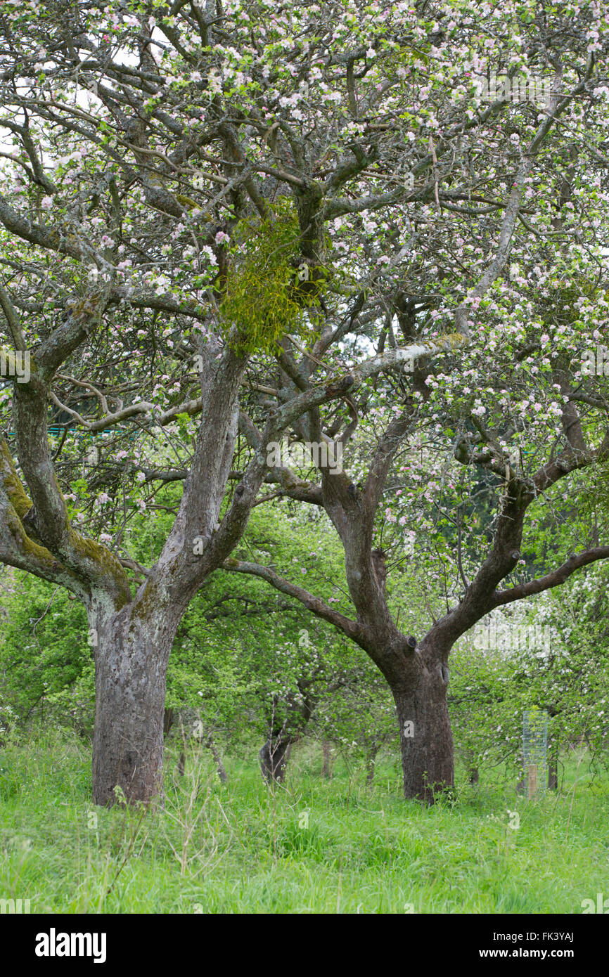 Breinton hi-res stock photography and images - Alamy