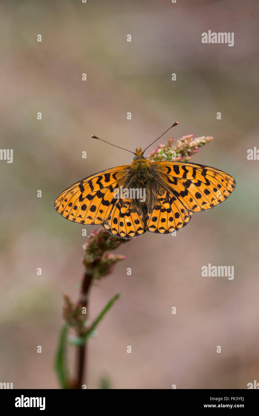 Pearl bordered fritillary hi-res stock photography and images - Alamy