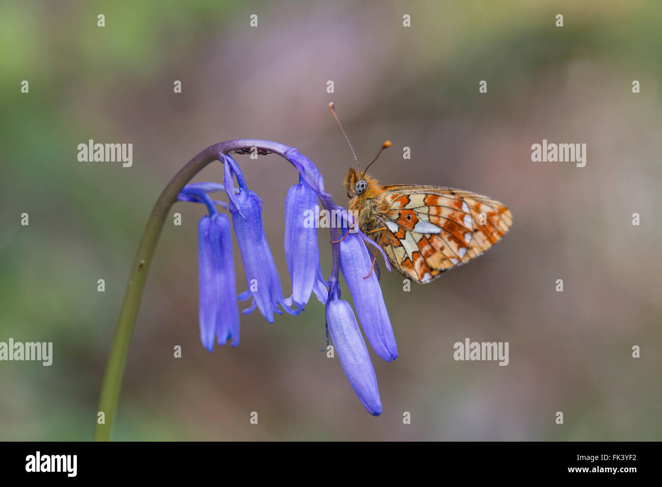 Fritillary Flower High Resolution Stock Photography and Images - Alamy