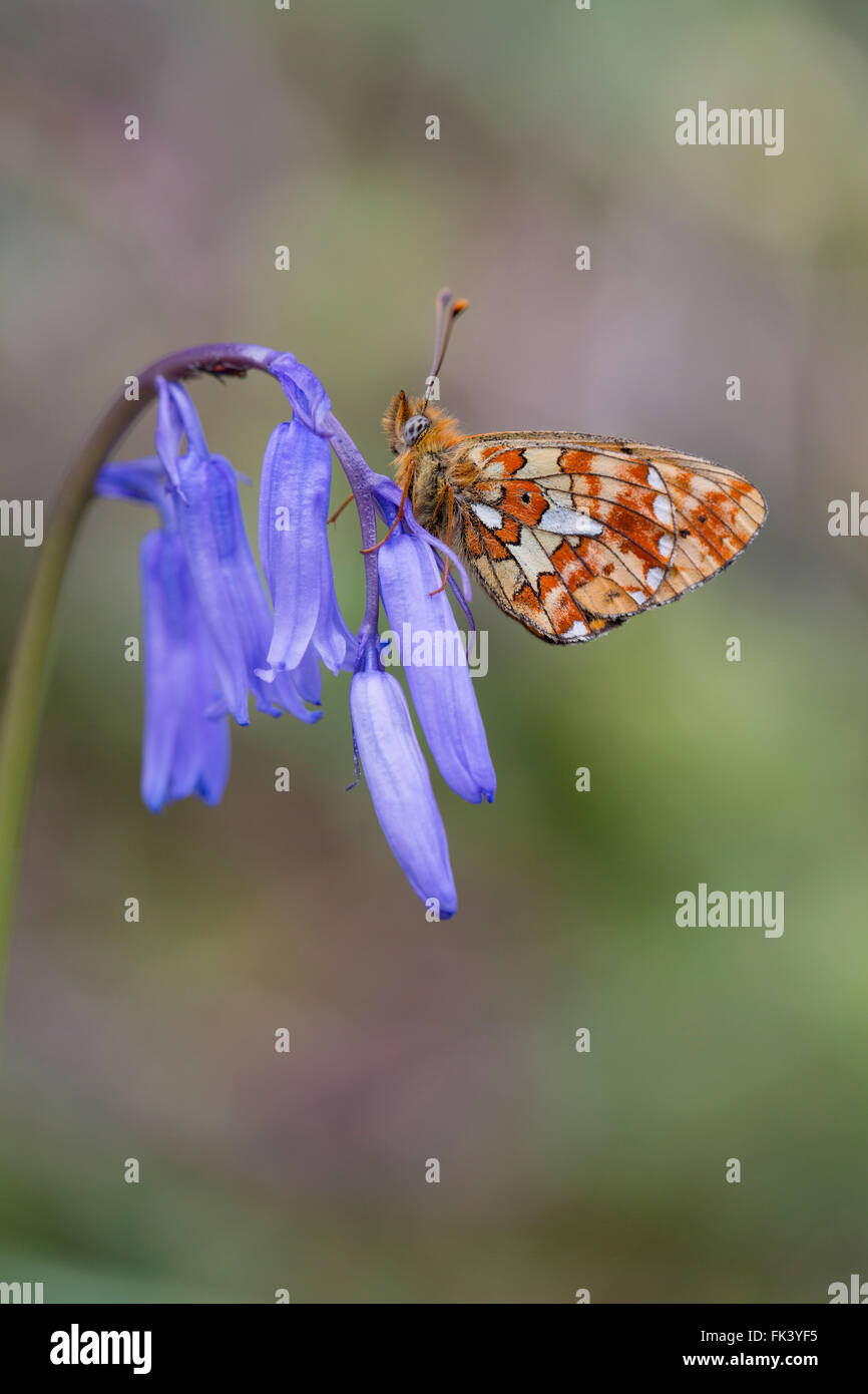 Pearl Bordered Fritillary Butterfly; Boloria euphrosyne Single on ...
