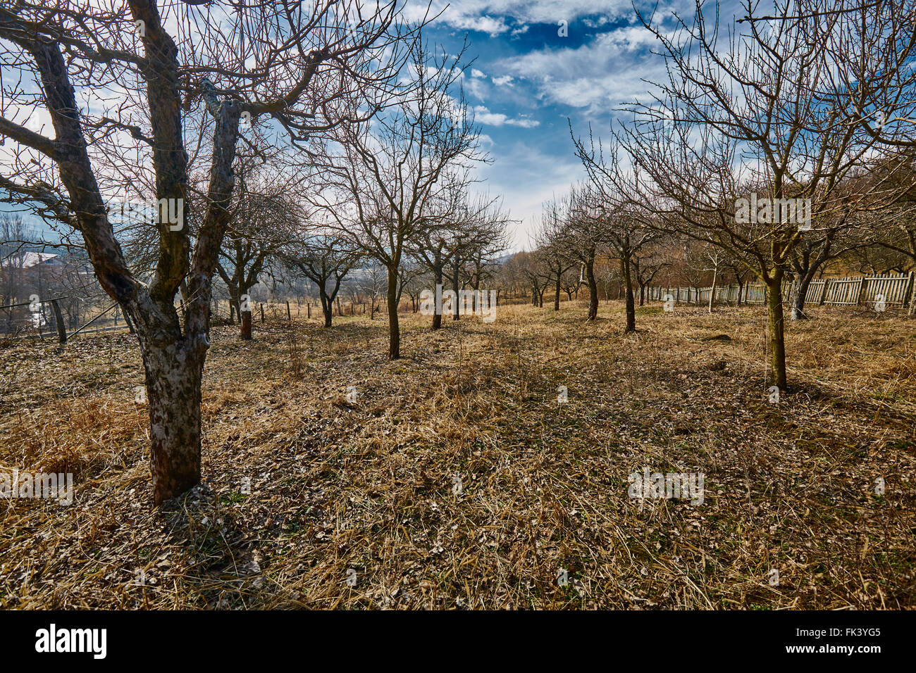 Orchard of apple trees in the spring, after pruning Stock Photo - Alamy