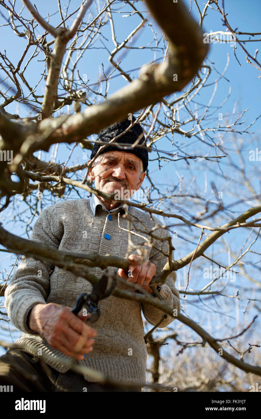Old farmer trimming the trees with a scissor, traditionally Stock Photo ...