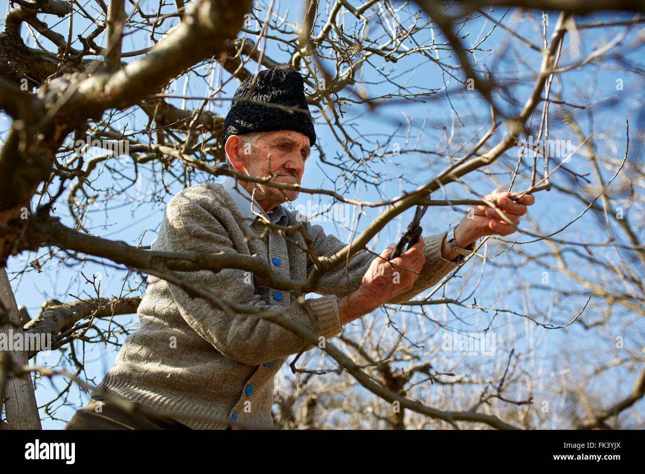 Old farmer trimming the trees with a scissor, traditionally Stock Photo ...