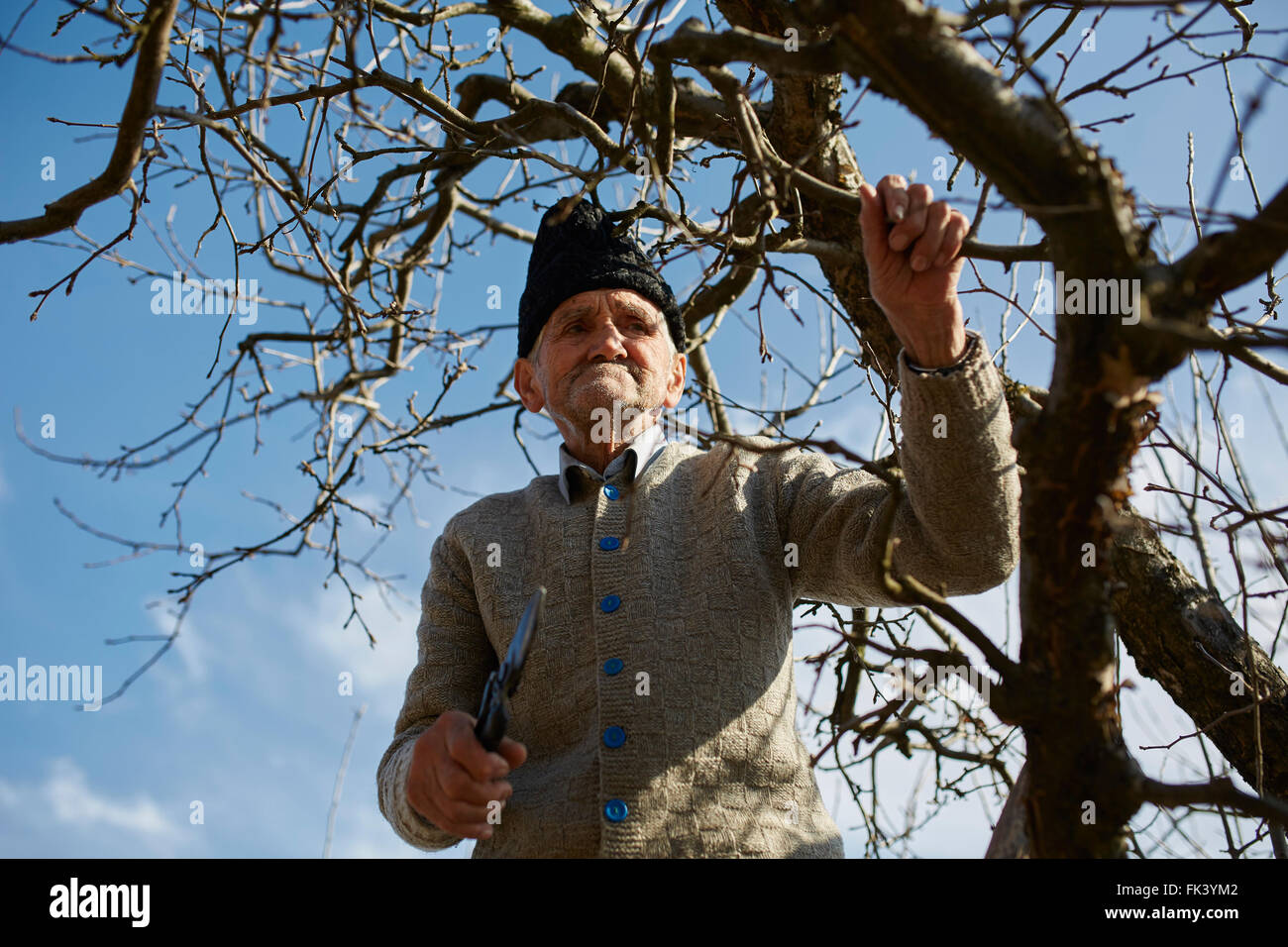 Old farmer trimming the trees with a scissor, traditionally Stock Photo ...