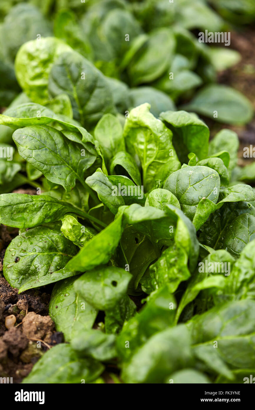 Row of spinach hi-res stock photography and images - Alamy