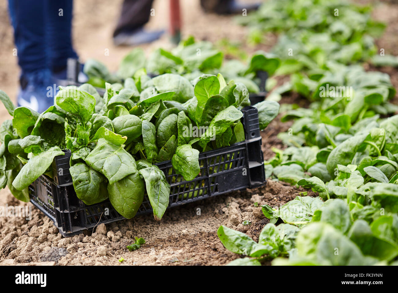 Spinach Plant Ground Stock Photos & Spinach Plant Ground Stock Images ...