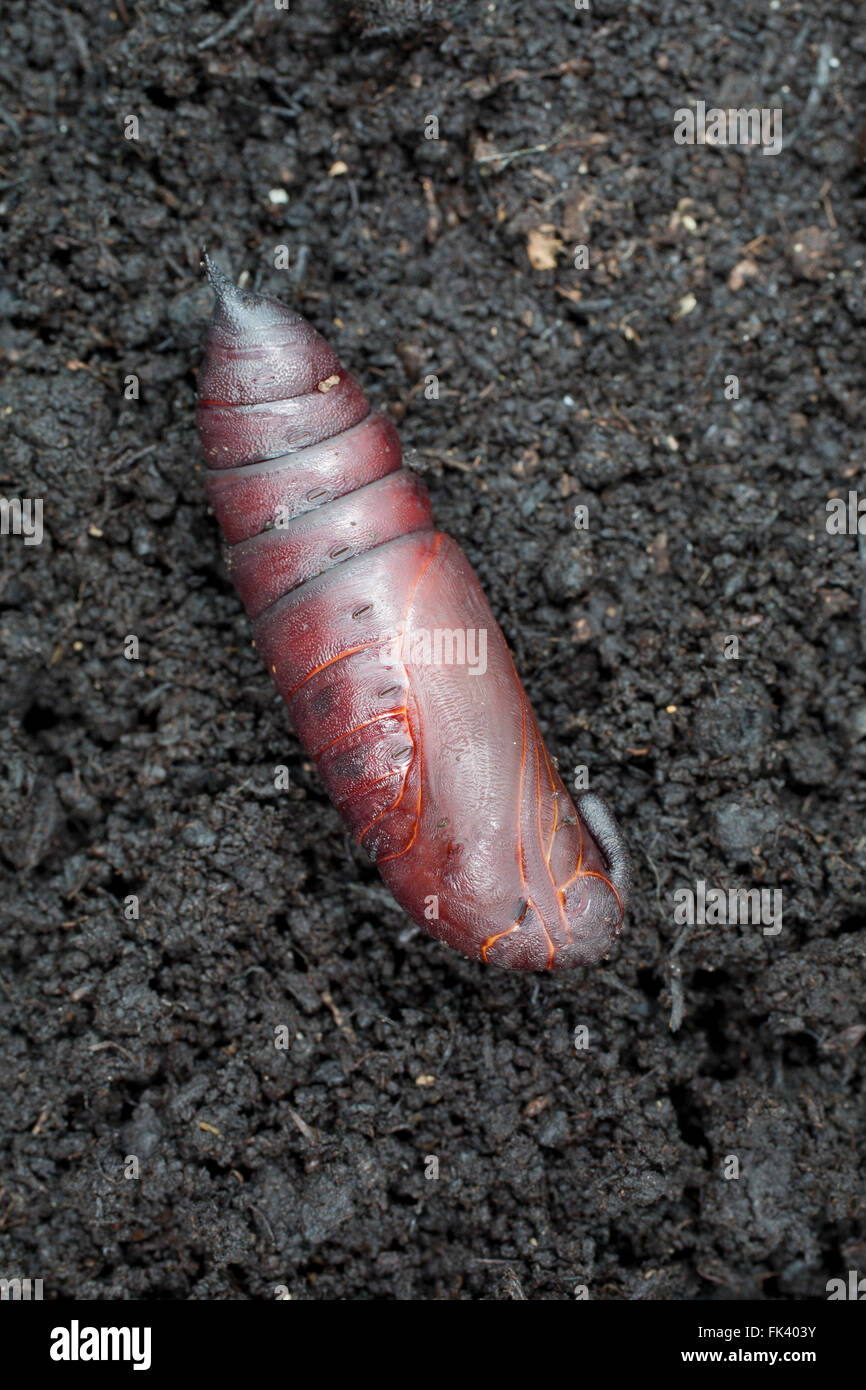 Moth Pupa High Resolution Stock Photography and Images - Alamy