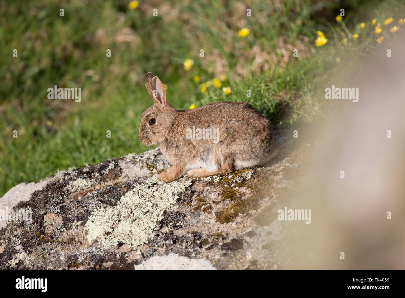 Rabbit; Oryctolagus cunniculus; Sunbathing; UK Stock Photo - Alamy