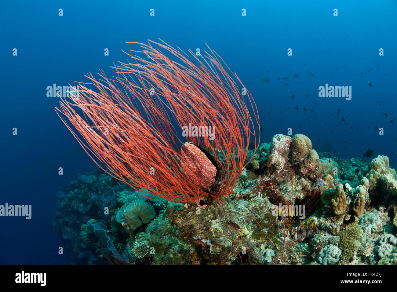 Red whip corals or sea whips (Ellisella sp Stock Photo - Alamy