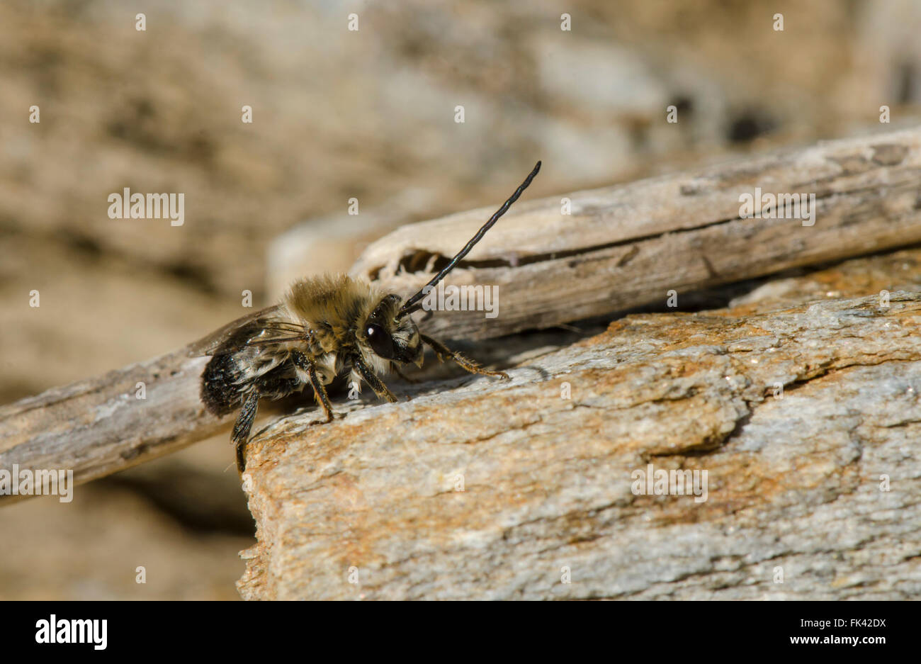 Long horned bee hi-res stock photography and images - Alamy