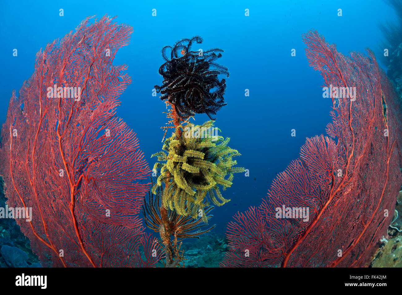 Gorgonian fan coral with crinoid Stock Photo - Alamy