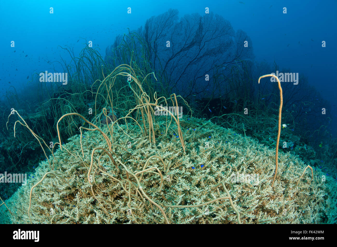 Forest invertebrates ecosystem hi-res stock photography and images - Alamy
